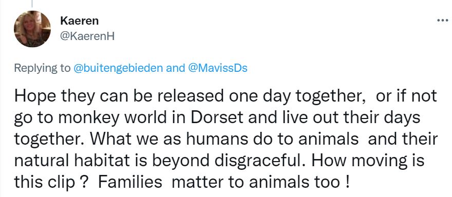 Young chimpanzee brothers pour their hearts out in viral video as they ...