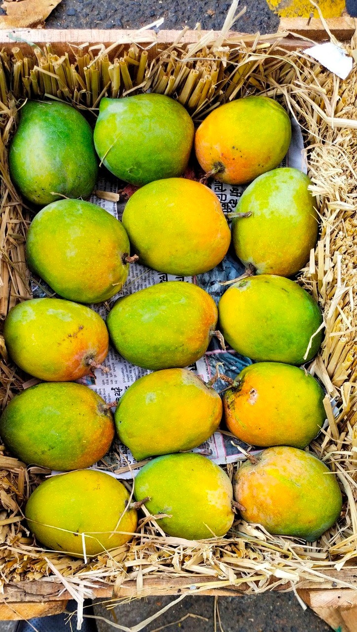 As mango season arrives, a selection of delightful varieties for you