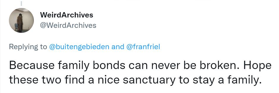 Young chimpanzee brothers pour their hearts out in viral video as they ...