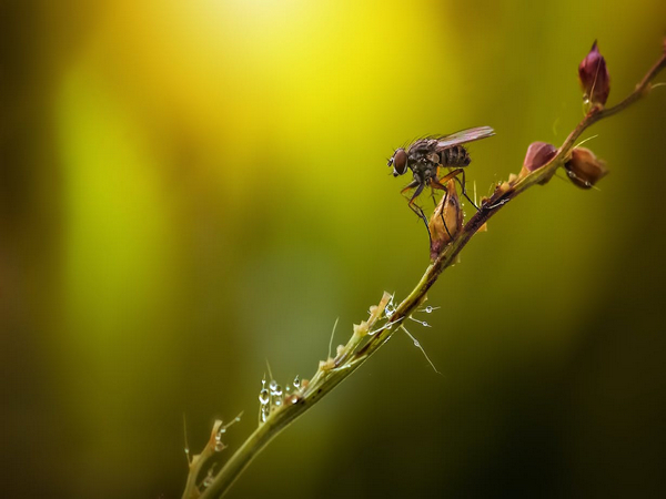 Study: Flies smell motion of odours to navigate
