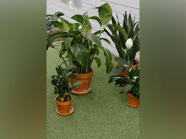 Plant roots change shape and branch out for water: Study