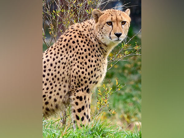 Cheetah marking trees are hotspots for communication also for other species