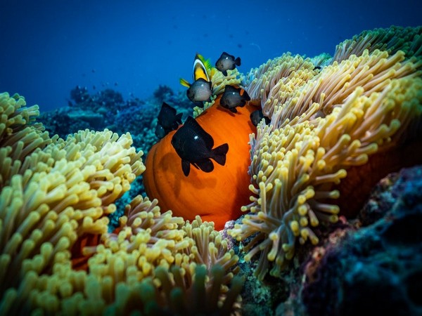 New study reveals biodiversity loss drove ecological collapse after the ...