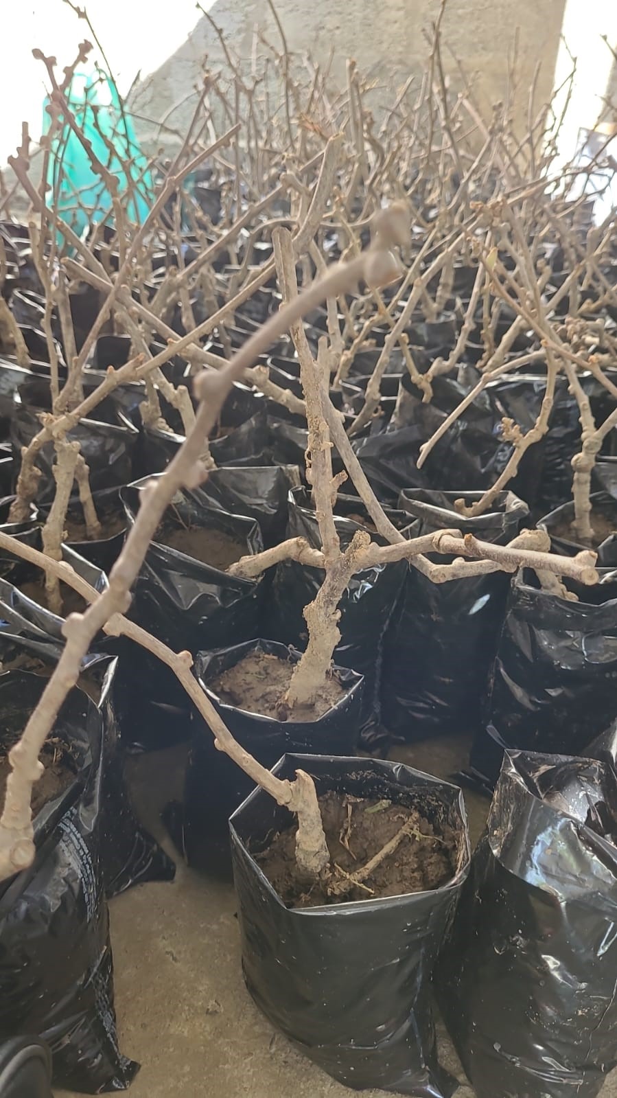 J-K: Kashmiri woman establishes first Kiwi nursery in the region ...