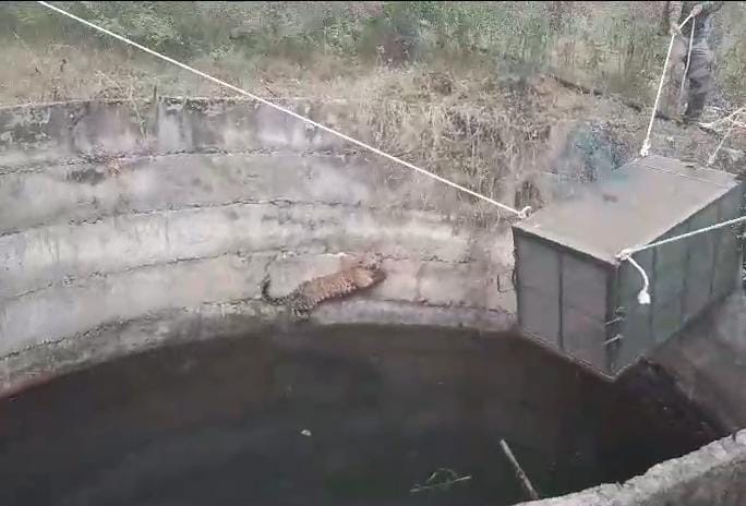 MP: One-year-old female leopard falls in well in Indore's village, rescued