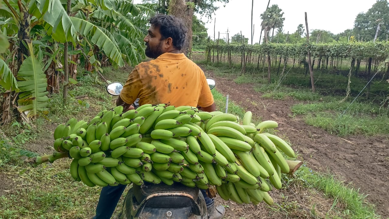 Gujarat: Young Farmer gives up chemical fertilisers after father's ...