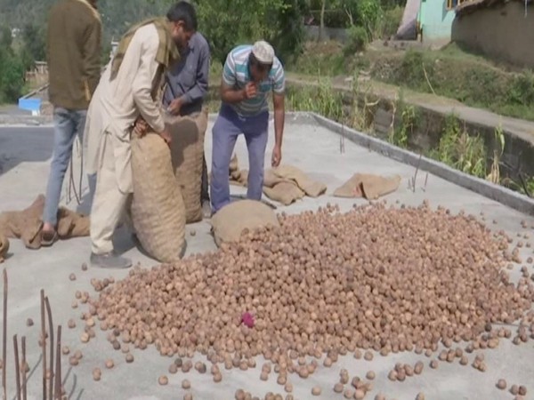 Changing agriculture trend in J-K's Rajouri: Farmers engage in walnut ...