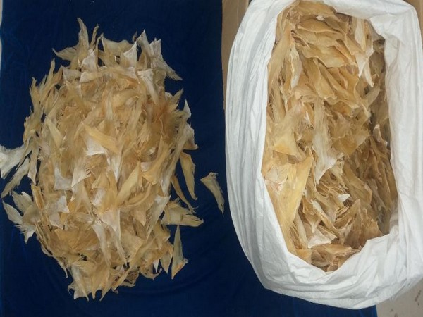 TN: 14 kg processed shark fins seized from Chennai airport