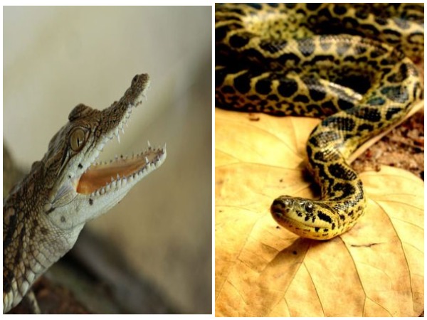 Odisha: Nandankanan Zoo gets 3 female Nile crocodiles, 8 yellow anacondas