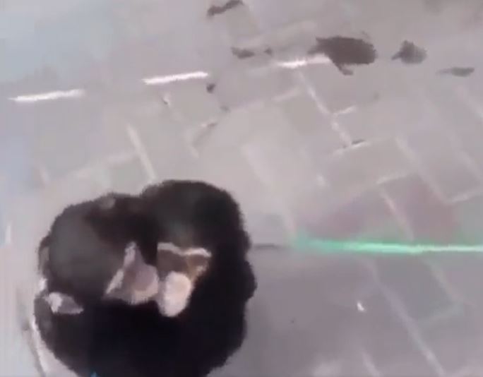 Young chimpanzee brothers pour their hearts out in viral video as they ...