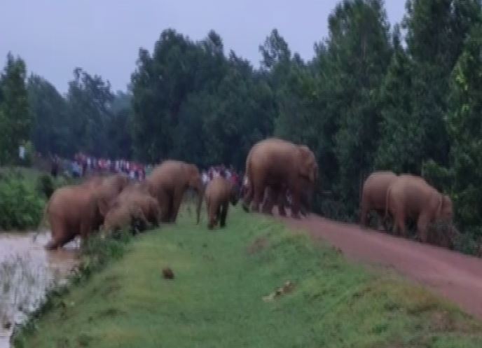 Odisha: Herd of wild elephants wreaks havoc in Mayurbhanj, Keonjhar