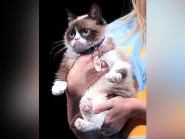 It's a grumpy day. Internet's favourite Grumpy Cat is no more