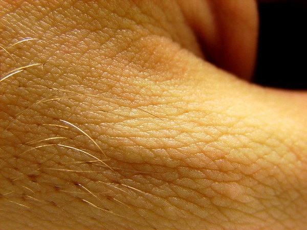 Skin nerves anticipate and fight infection: study
