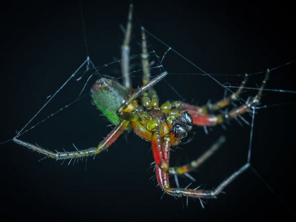 Research: Auditory sensing can be achieved by spiders using webs as ...
