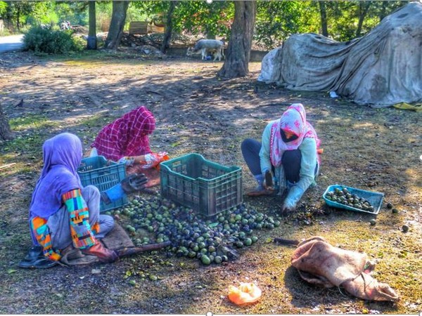 Manigam seer, a hamlet in Anantnag district known as walnut village